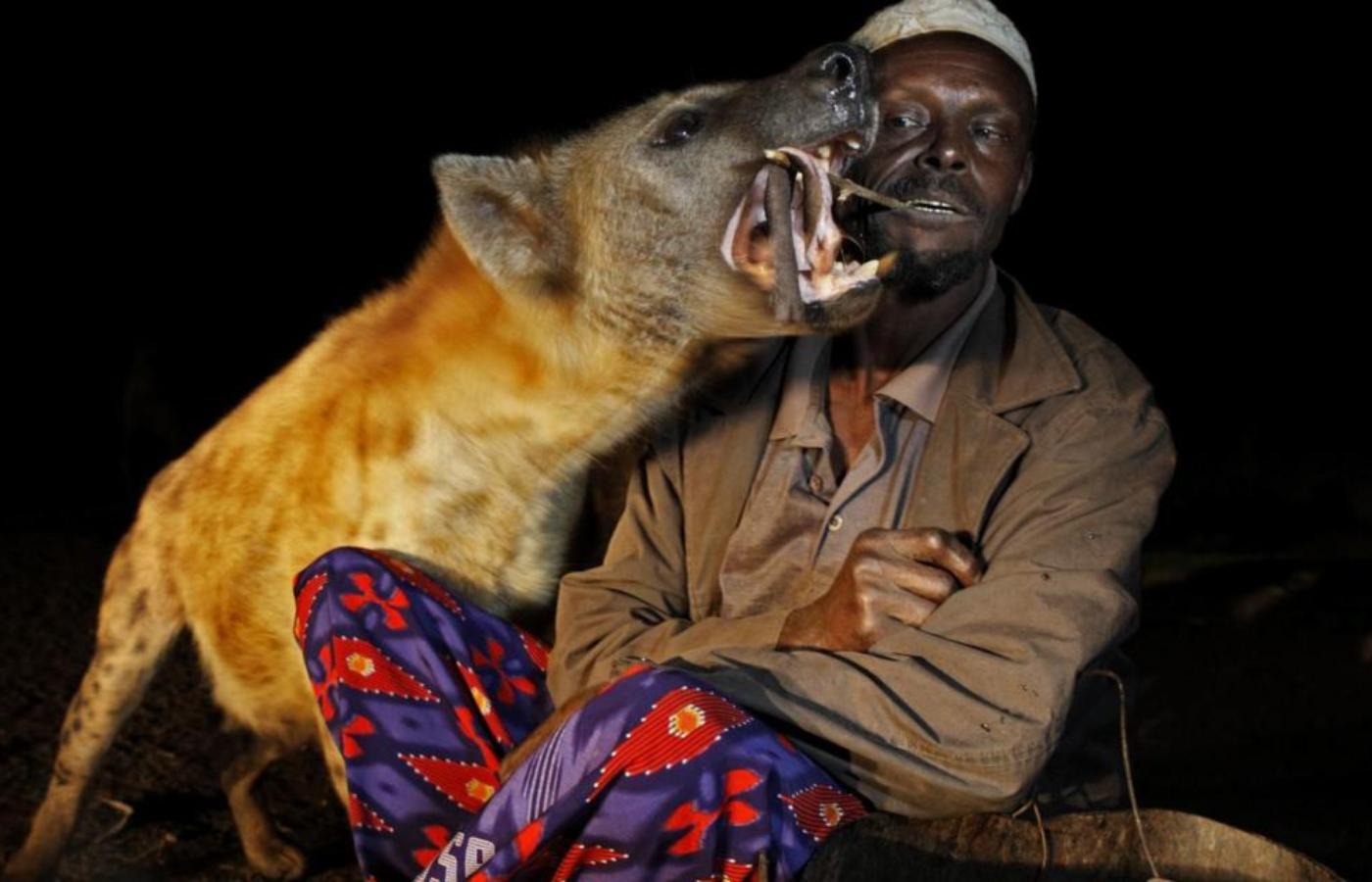 Einstakt samlífi hýena og manna - DV