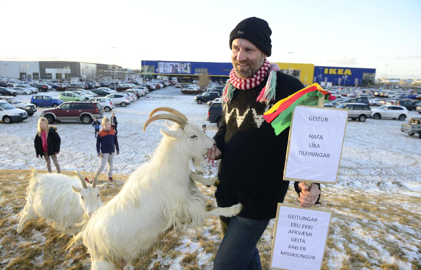 Mætti með lifandi geitur að Ikea - DV