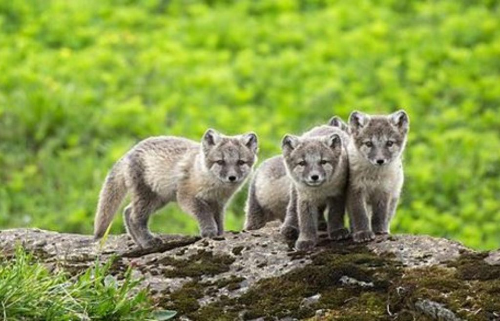 Kallaði á lögreglu þegar refur gekk aftur í farangursrýminu - DV