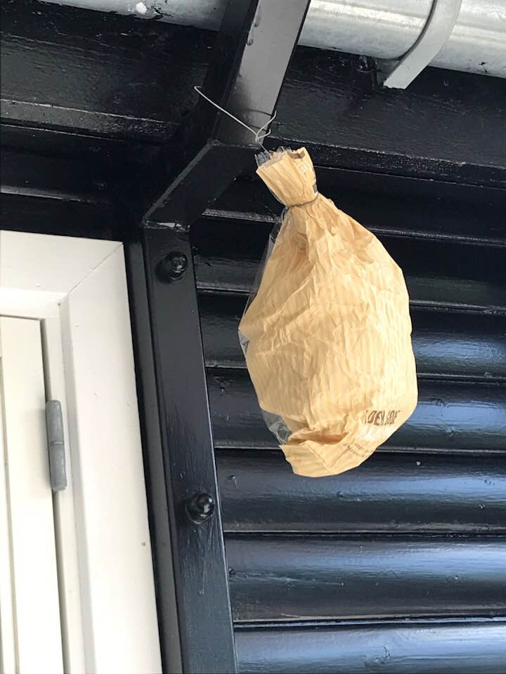 Eru geitungar að ergja þig? Þetta snilldarráð heldur þeim fjarri – Það ...