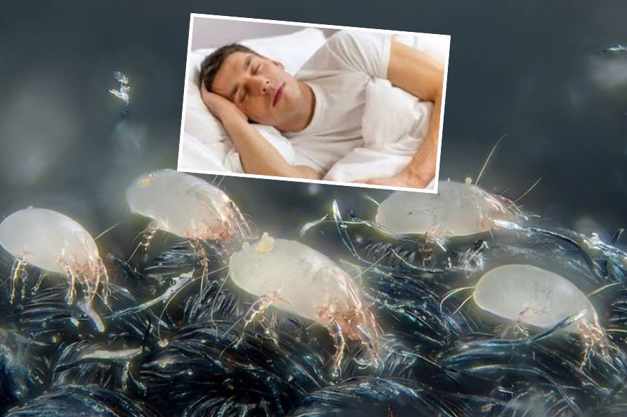 Sefur þú innan um rykmítla? - DV