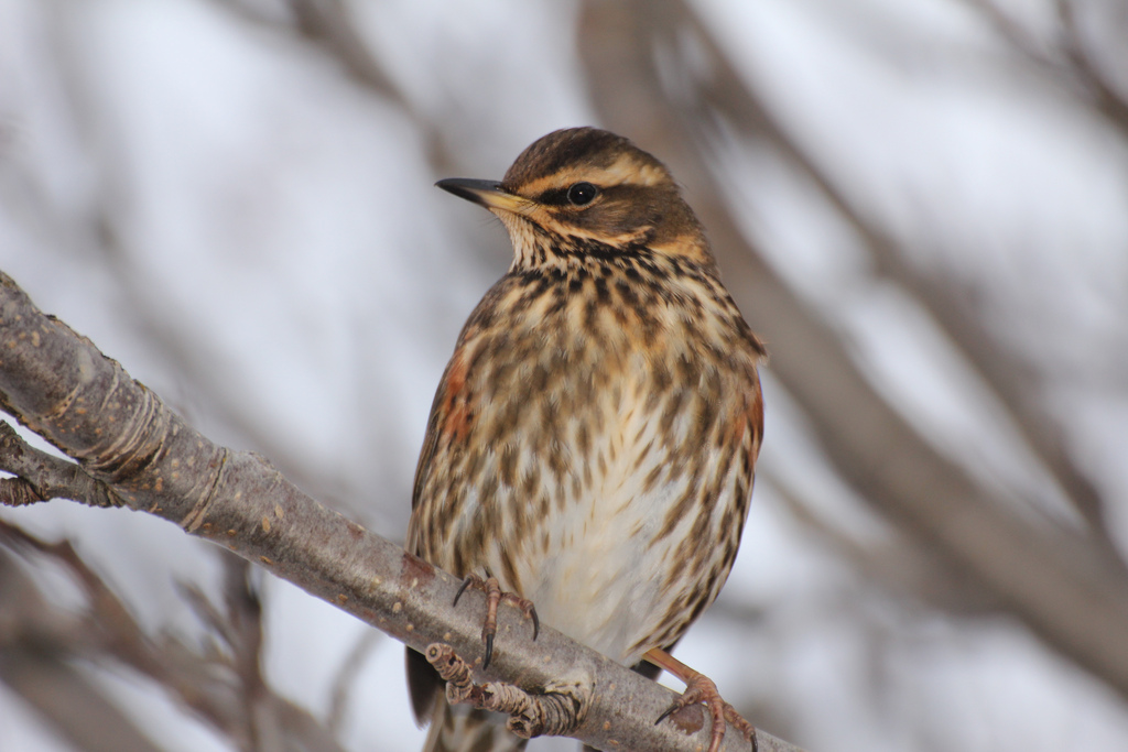 Loftslagsbreytingarnar hafa mikil áhrif á evrópska fugla - DV