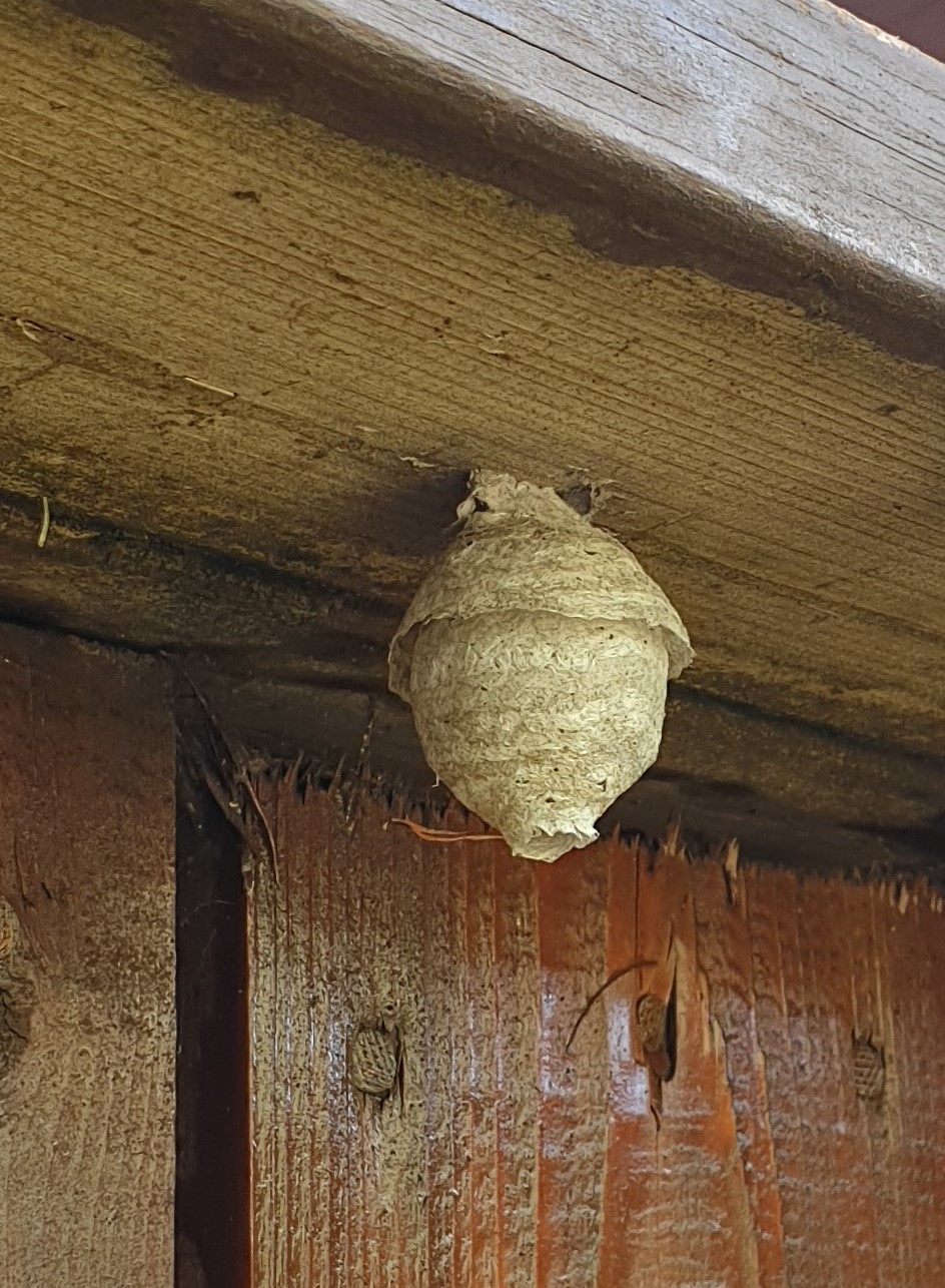 Fimm góð ráð til að losna við geitunga - DV