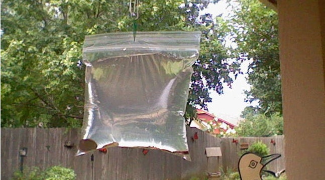 Svona er hægt að halda flugum fjarri með vatnspoka og mynt - DV