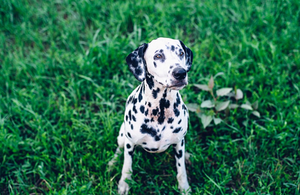 Ósáttar við vinnubrögð MAST eftir tilkynningu um mögulegt dýraníð ...