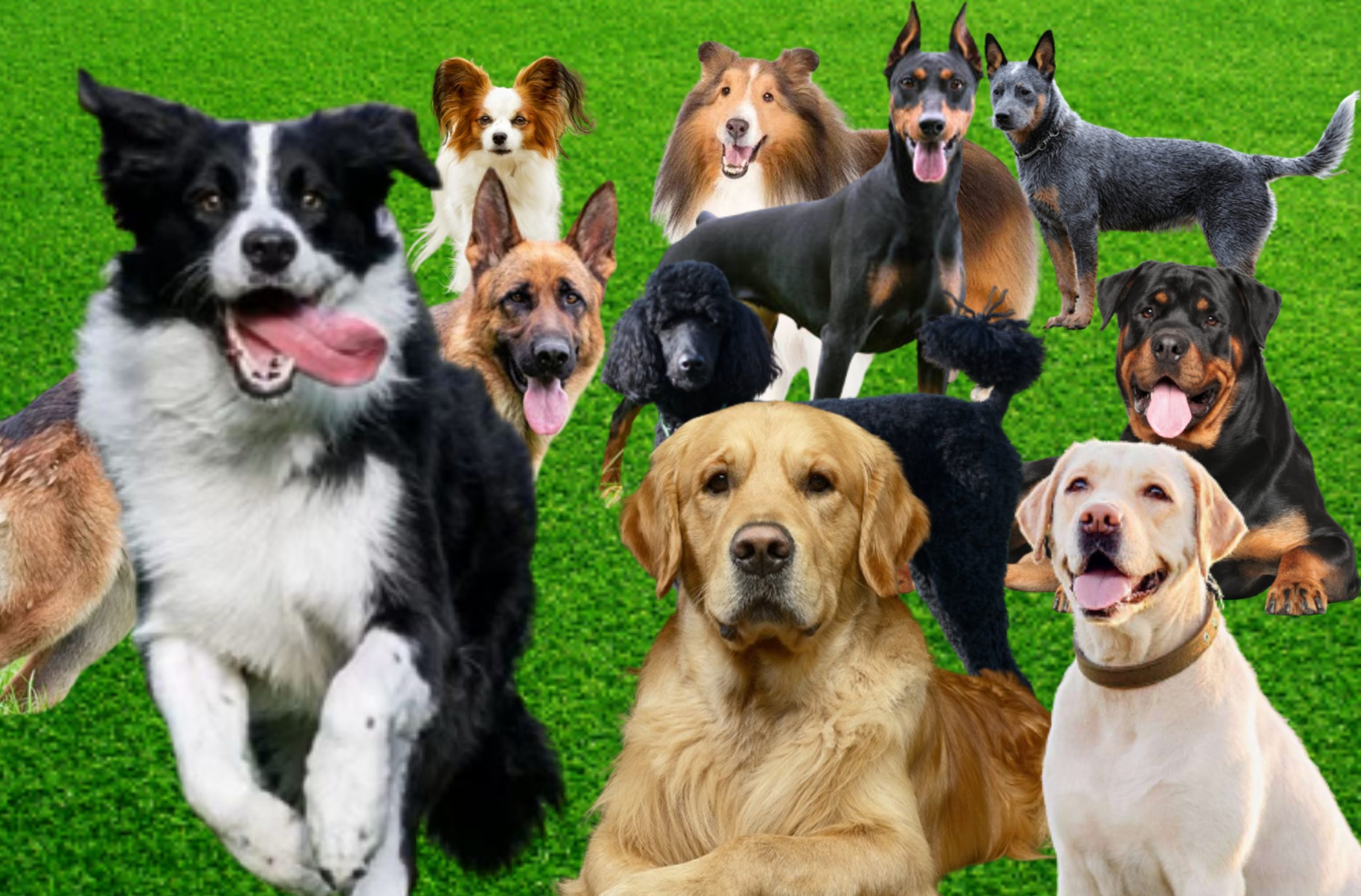 Hundar finna lykt af stressi fólks og það gerir þá dapra - DV