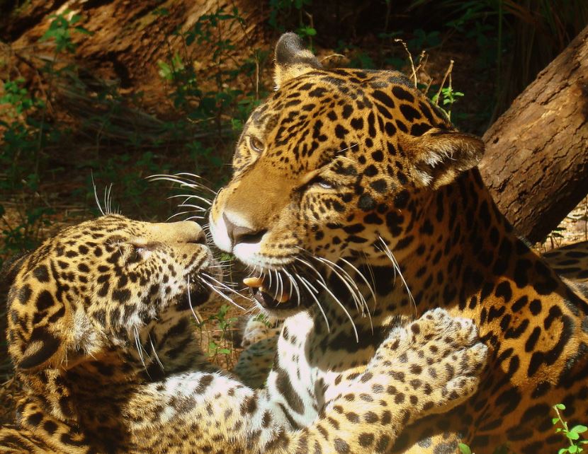 Hjón handtekin fyrir að selja margay og tilraun til að selja jagúar - DV