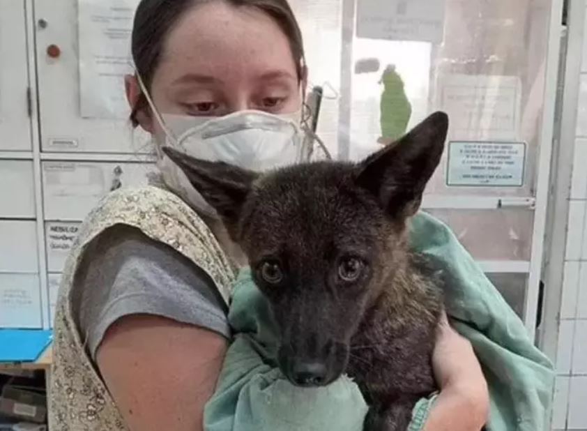 Óvænt uppgötvun – Þetta dýr er hálfur hundur og hálfur refur - DV