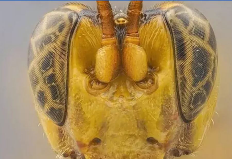 Uppgötvuðu nýja tegund með risastórt höfuð - DV