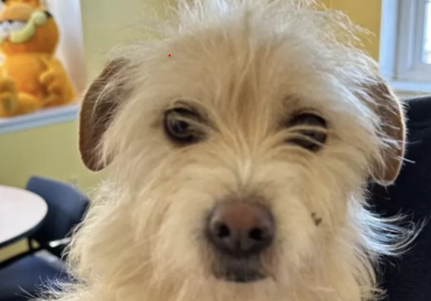 Hundur týndist en kom í leitirnar níu mánuðum síðar 3.200 km að heiman - DV