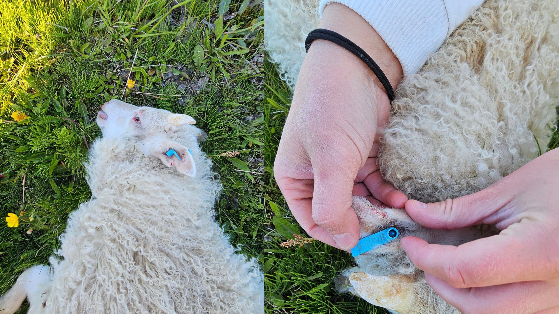 Hjón drápu lamb á Snæfellsnesi – „Árvekni var ekki góð og þau ómeðvituð ...