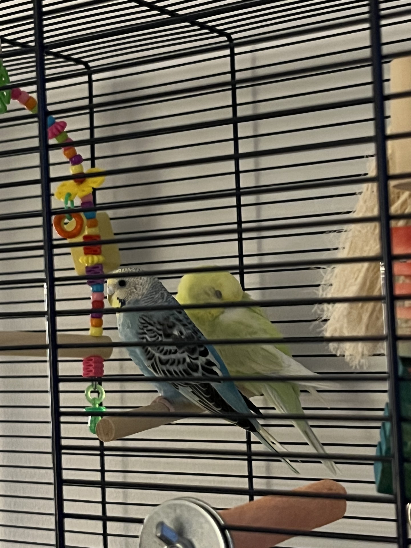 Hvítar línur birtast á „græna veggnum“ við Álfabakka - „Fuglarnir mínir ...