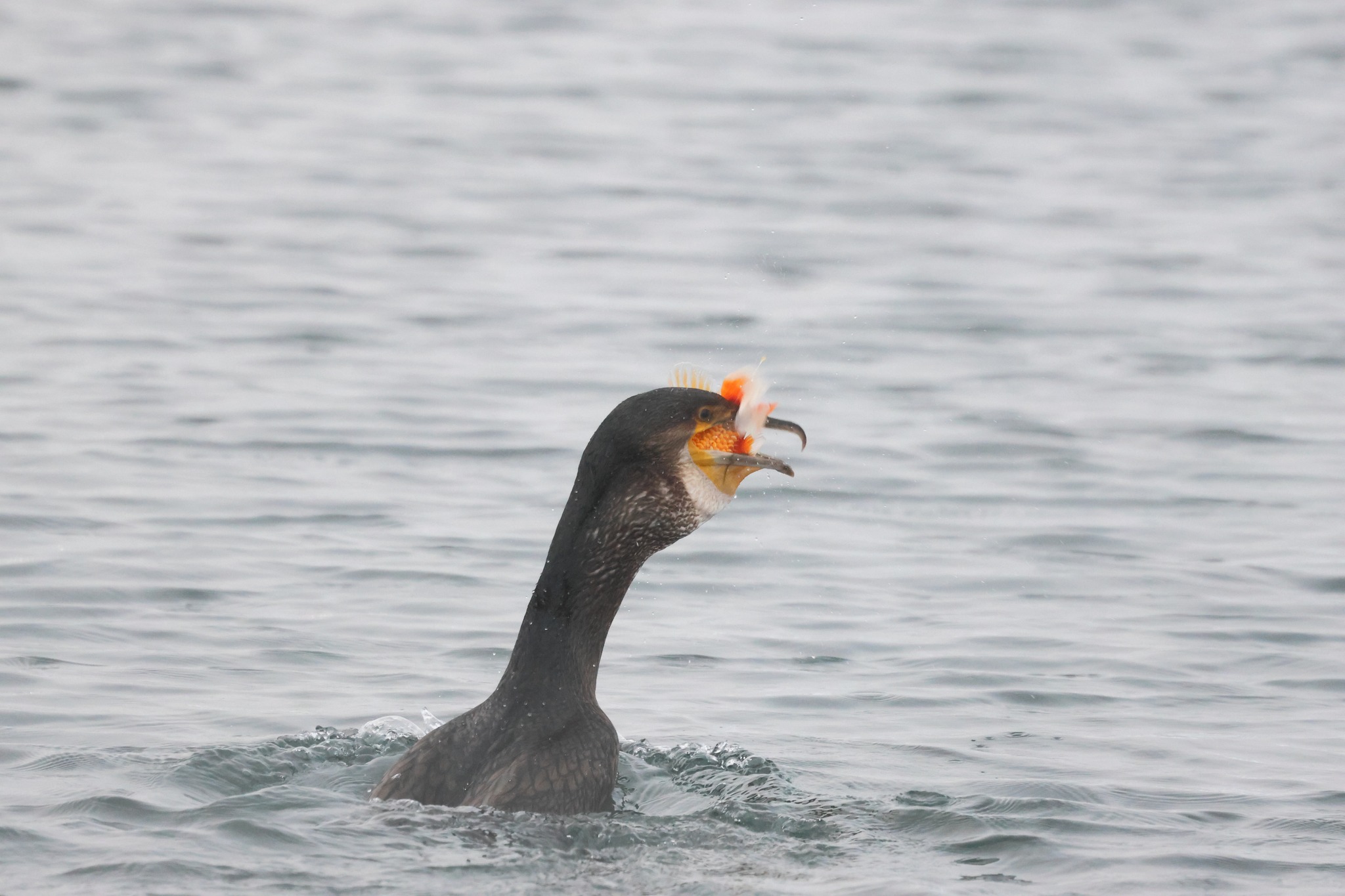 Ótrúlegar myndir - Skarfur sporðrenndi stærðarinnar gullfiski í tjörn ...